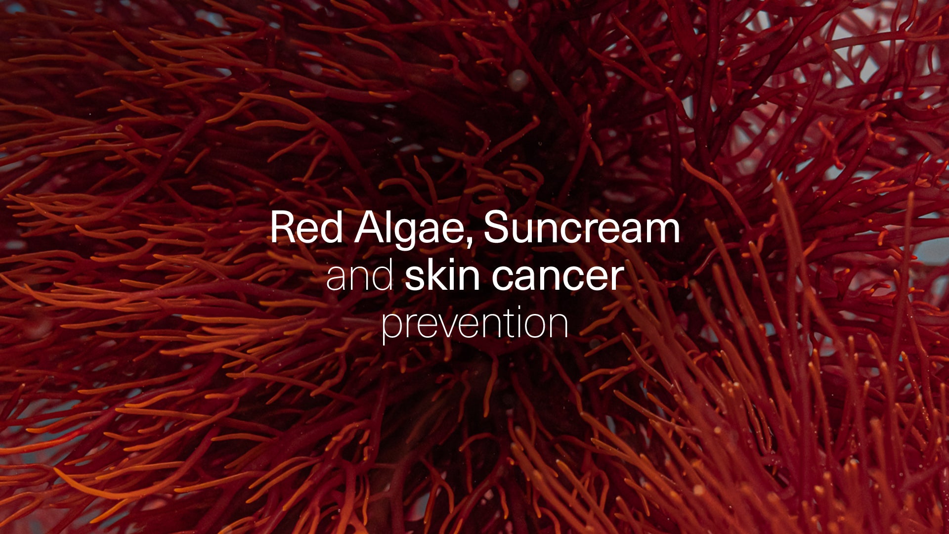 Red Algae, Suncream and skin cancer prevention: A Holistic Approach to ...