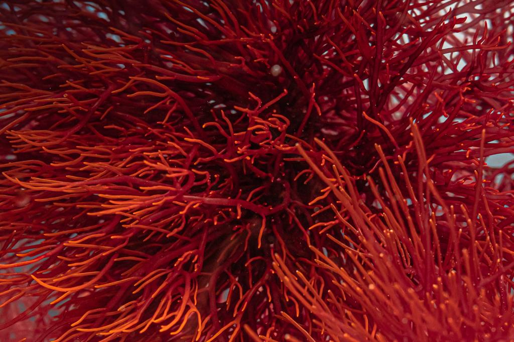 Red Algae: Number one for skin trending ingredients 2023 | Seacra Skincare